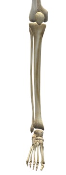 Ankel - Fysiopiloten